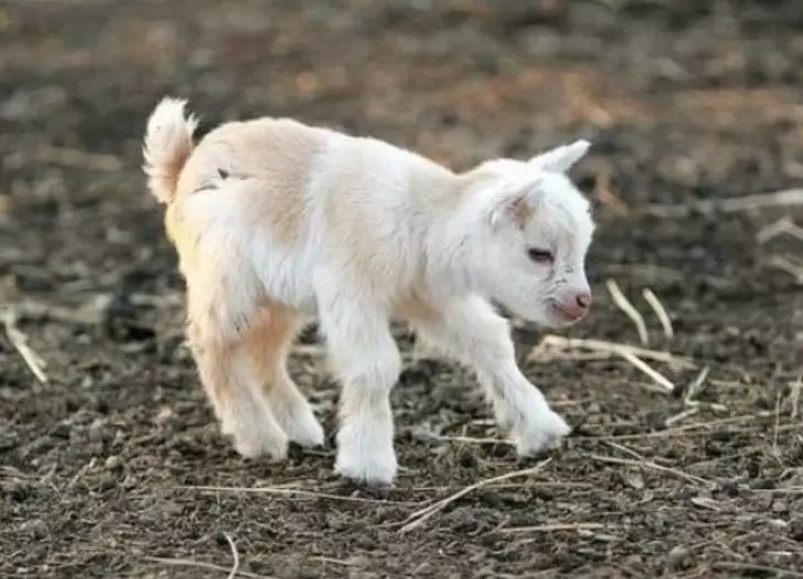 10匹の超小型赤ちゃんミニチュア動物 35133_4