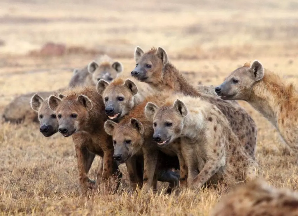 9 životinja koje vole oralni seks 35182_7