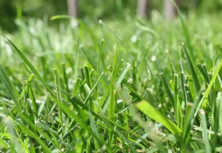 Bermuda Grass Care lan Tips Maintenance 3549_1