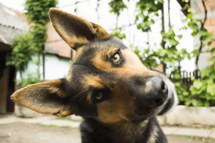 Hunde können auch OCD sein 35570_1