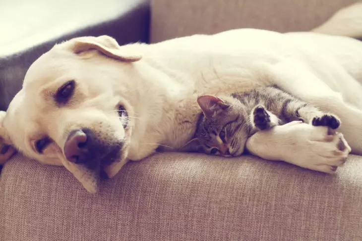 7 uporabnih nasvetov, kako lahko mačke in psi živijo skupaj 35580_2