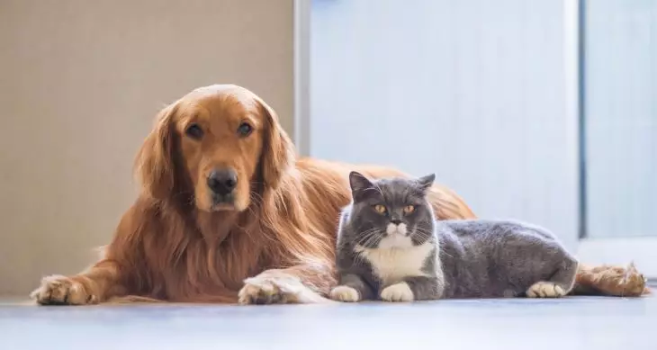 7 uporabnih nasvetov, kako lahko mačke in psi živijo skupaj 35580_3
