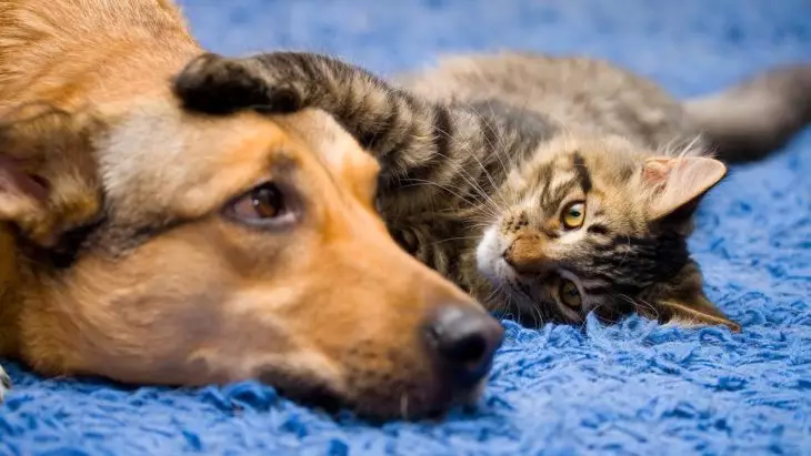 7 nützliche Tipps, wie Katzen und Hunde zusammenleben können 35580_4