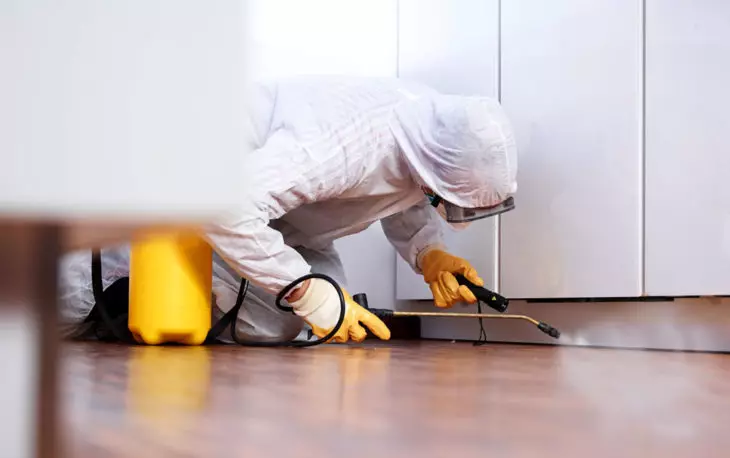 5 razones por las que necesita un control regular de plagas para su hogar 36517_4