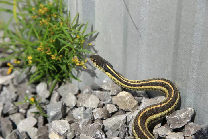 Wie werden Sie Schlangen in Ihrem Garten los – Leitfaden 2022 37_6