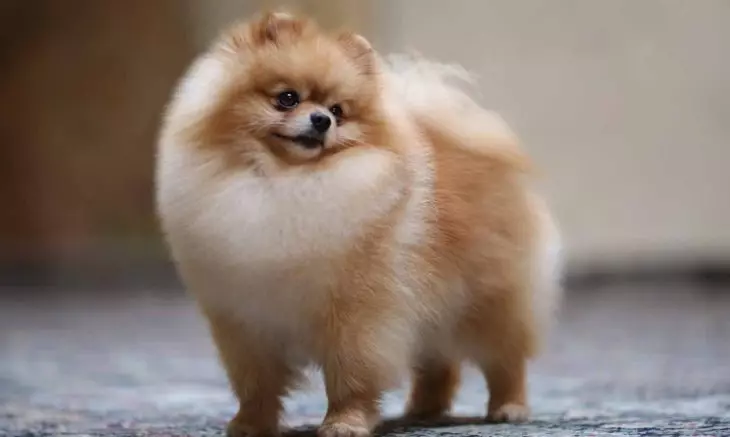 Pomeranian - Cea mai drăguță rasă pe care ați putea să o găsiți 38118_1