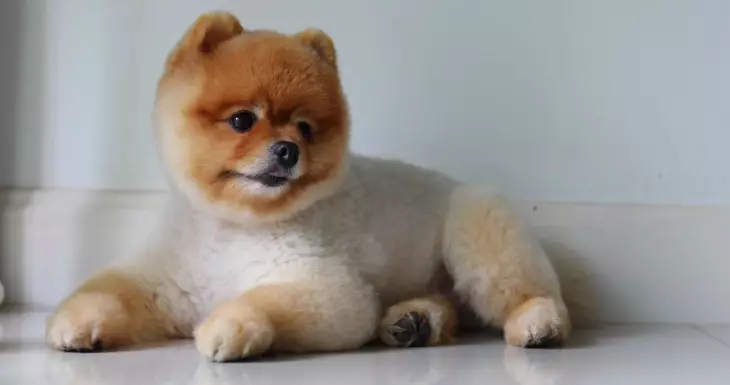 Pomeranian - Cea mai drăguță rasă pe care ați putea să o găsiți 38118_2