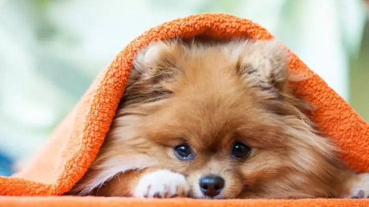Pomeranian - သင်ရှာတွေ့နိုင်သော ချစ်စရာအကောင်းဆုံး မျိုးစိတ် 38118_3