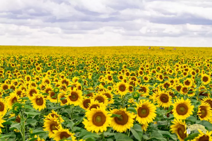 Reisporno: 10 geweldige plakken om de blommen te stopjen en te rûken 39415_5