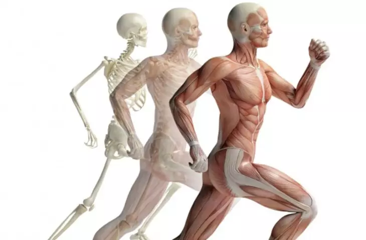 Qu'est-ce que la loi de Wolff et comment est-elle liée à la posture et à la santé musculo-squelettique 40216_1