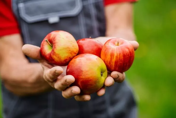 7 уроков по сбору яблок, которые стоит применить в реальной жизни 40249_1