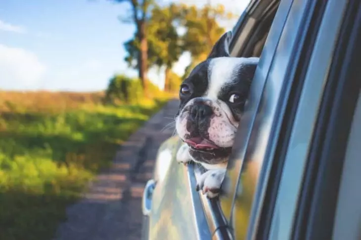 5 consells per viatjar amb un cadell en un llarg viatge per carretera 419_1