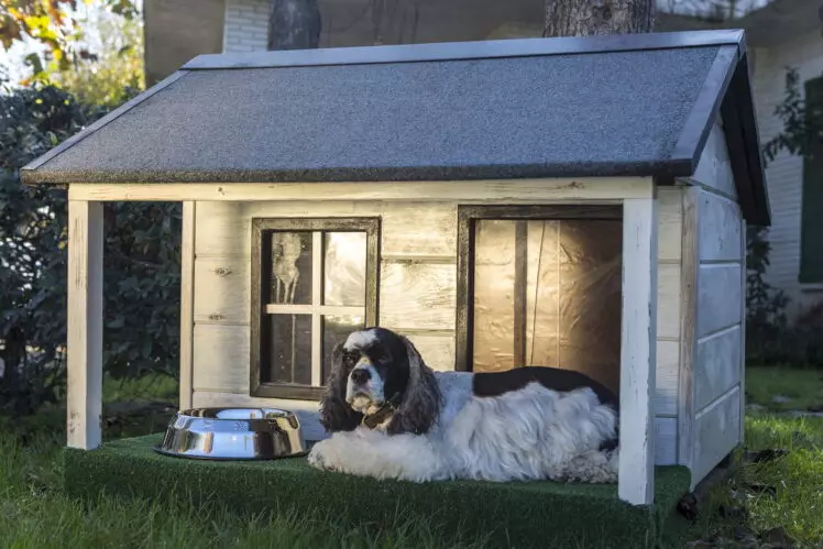 Saré di Doghouse: 7 Kasalahan Umum Pamilik Anjing Pertama-waktos