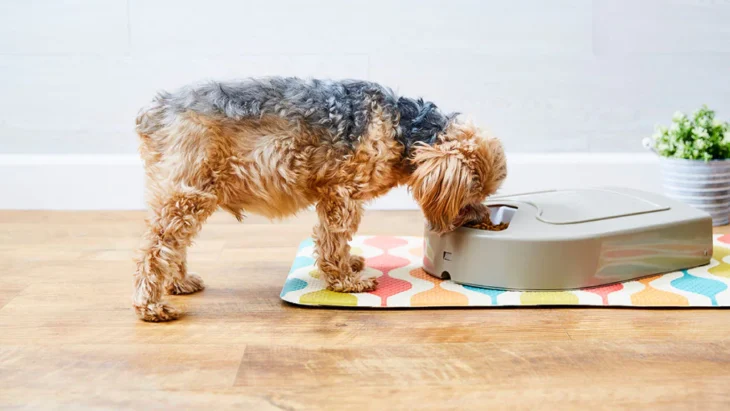 Braak jou hond gereeld? Jy sal dalk 'n hondebak nodig hê wat stadig voer 421_1