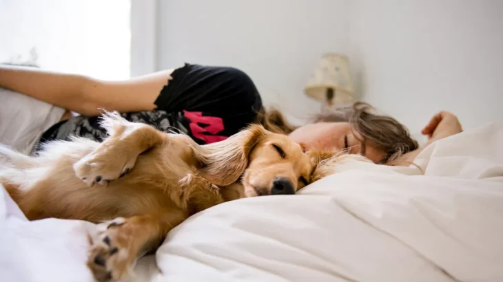 4 Tipps fir Ären Hond ze léieren op sengem Bett ze schlofen 422_1