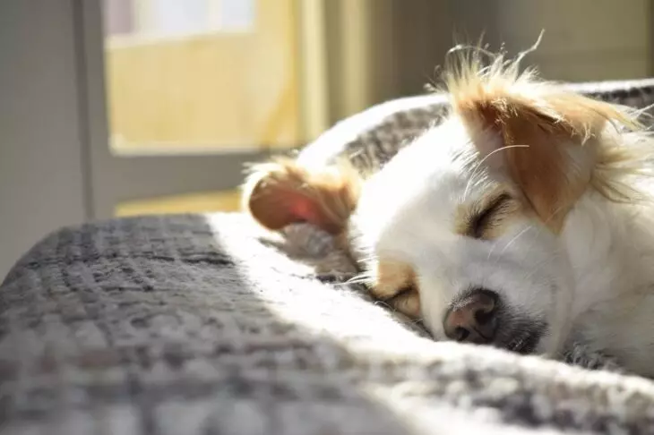 4 Tipps, wie Sie Ihrem Hund beibringen, auf seinem Bett zu schlafen 422_3