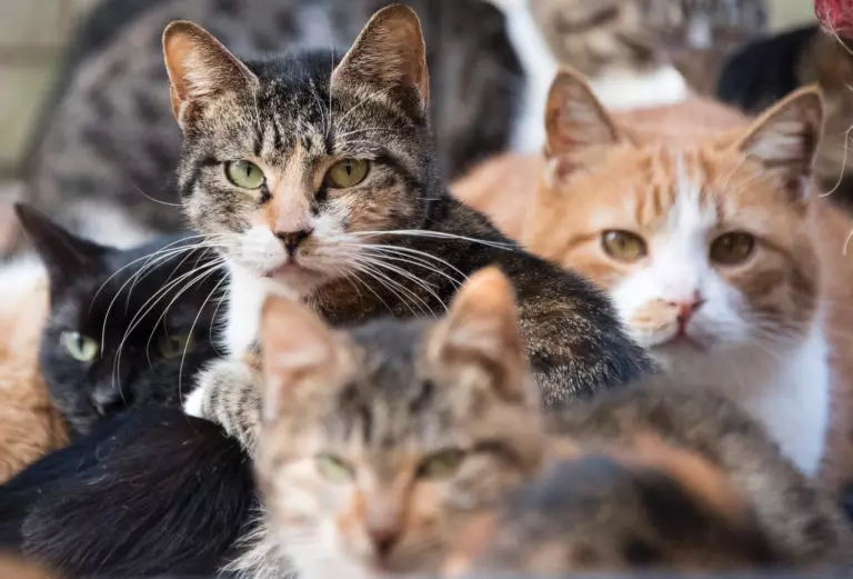 Наука говорит, что ваши кошки естественным образом превратили вас в БДСМ