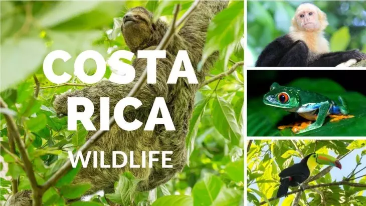 Atklājiet Kostariku — no valodas līdz sērfošanai 4292_1