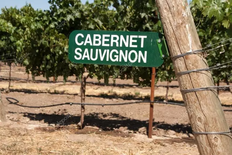 Cabernet Sauvignon વિશે વધુ જાણો - દરેકના મનપસંદ વિનો