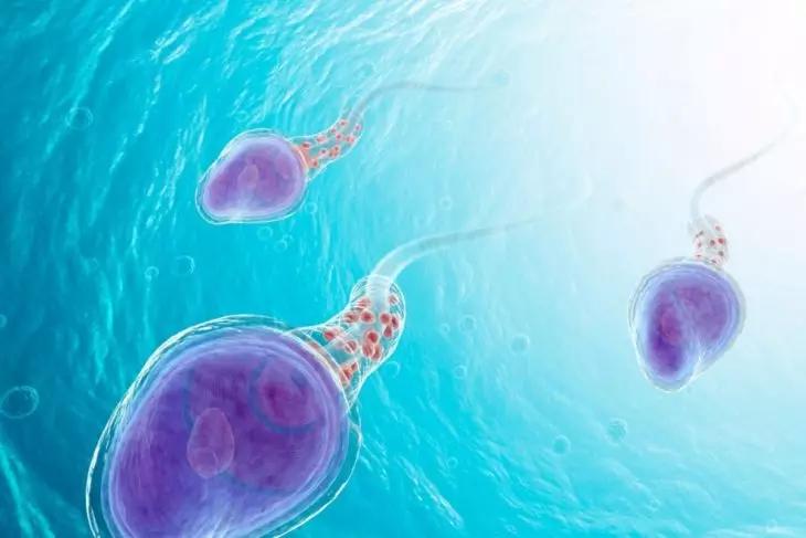 6 (Meer) Gebruike vir Sperm 43184_2