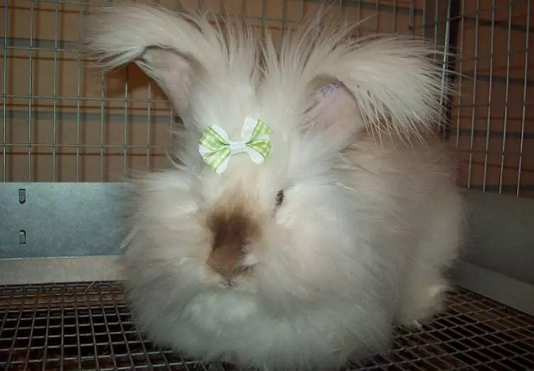 วิธีดูแลกระต่าย Angora Rabbit 44227_1