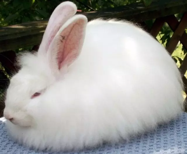 วิธีดูแลกระต่าย Angora Rabbit 44227_2