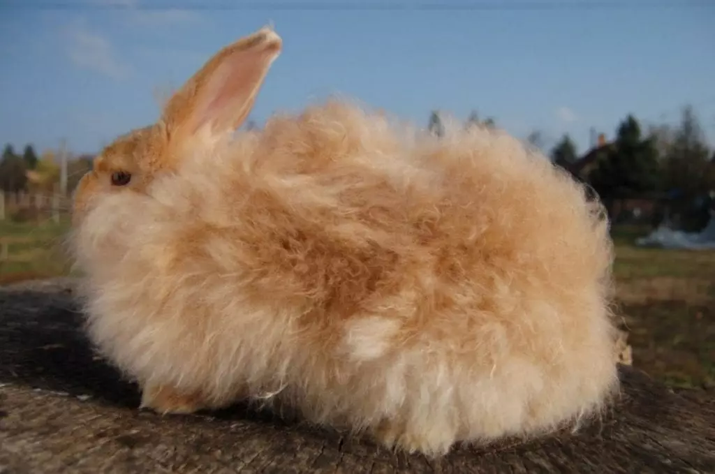 Angora dovşanına necə qulluq etmək olar 44227_3