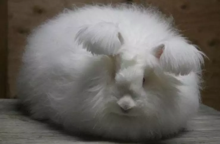 วิธีดูแลกระต่าย Angora Rabbit 44227_4