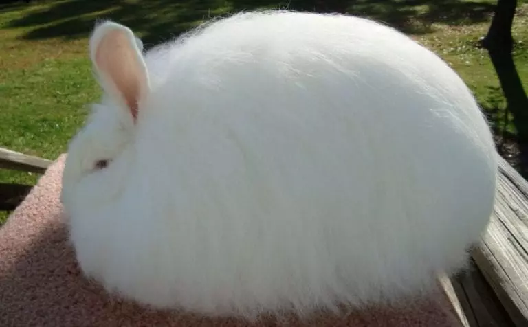 วิธีดูแลกระต่าย Angora Rabbit 44227_5