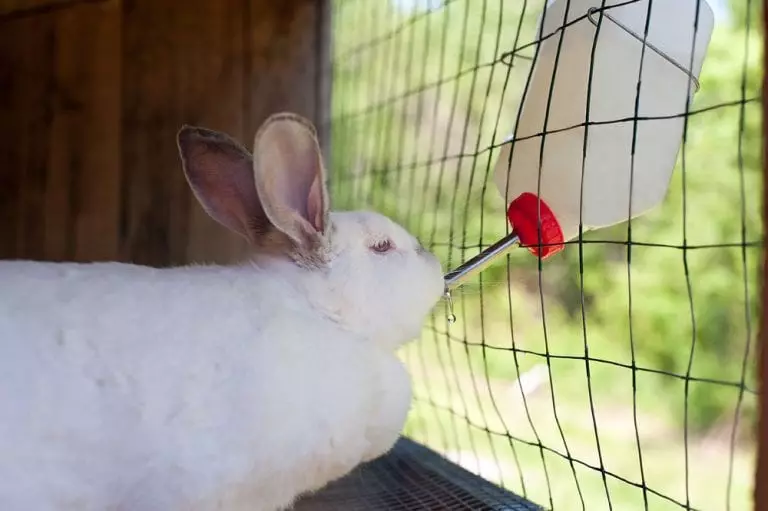 Paano alagaan ang iyong Angora Rabbit 44227_7