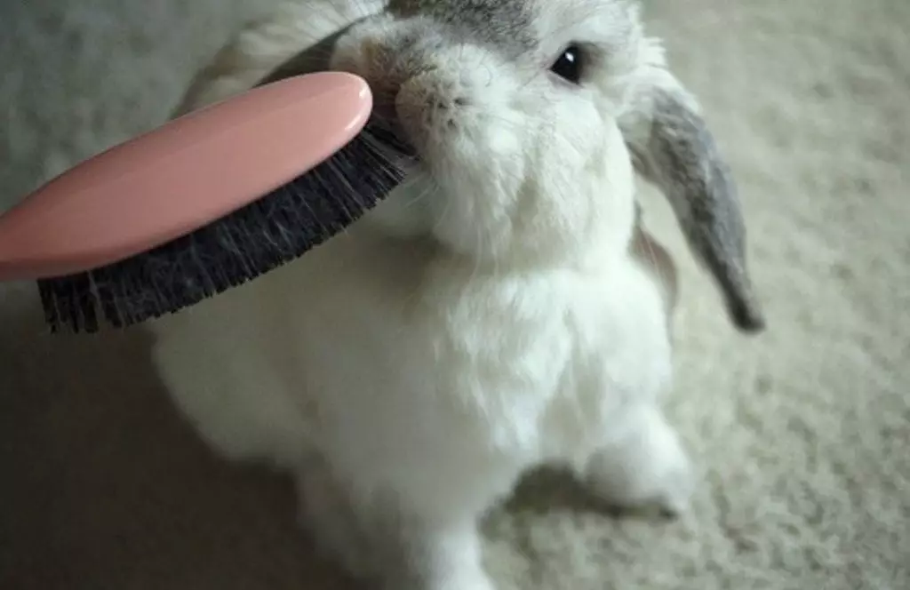 Paano alagaan ang iyong Angora Rabbit 44227_8