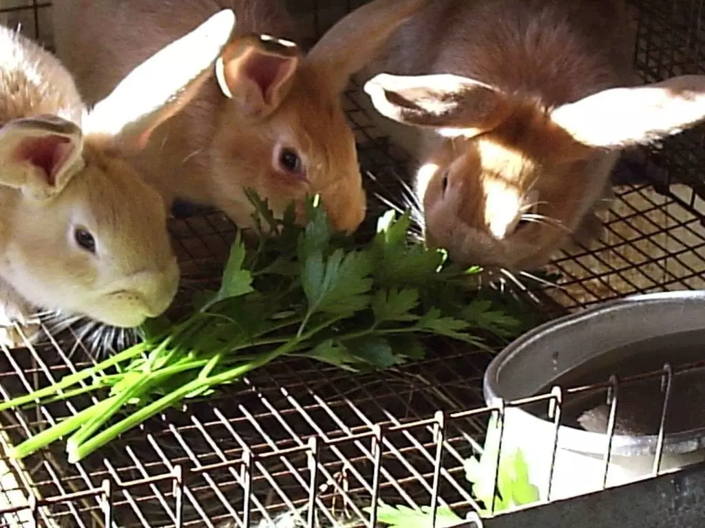 Angora dovşanına necə qulluq etmək olar 44227_9