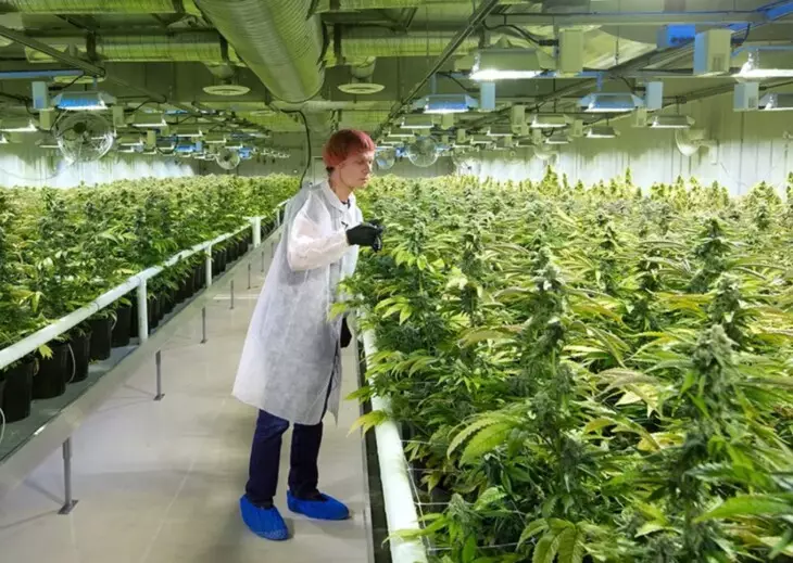 Analyse des CBD-Marktes: Lohnt es sich, in Cannabis zu investieren? 4475_3