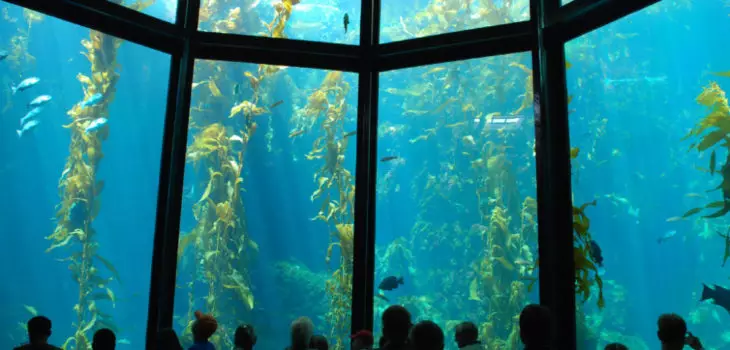 Alt du trenger å vite om akvarier i glassfiber 45671_1