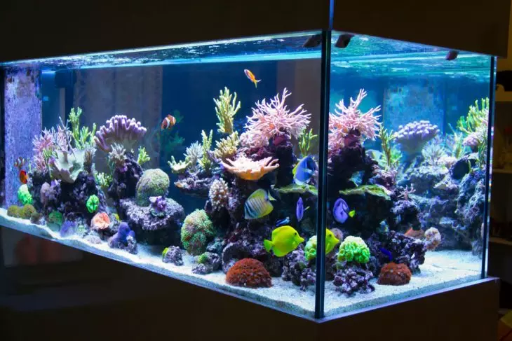 Alt du trenger å vite om akvarier i glassfiber 45671_2