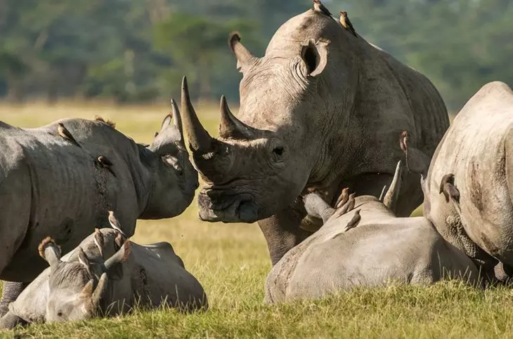 Unvergessliches Safari-Erlebnis in Tansania 46126_1