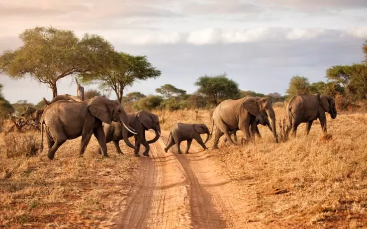 Unvergessliches Safari-Erlebnis in Tansania 46126_2