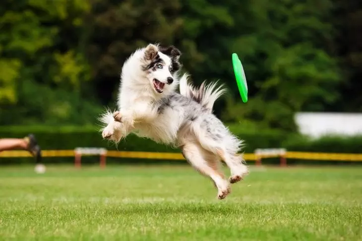 犬のための理学療法の利点 46687_2