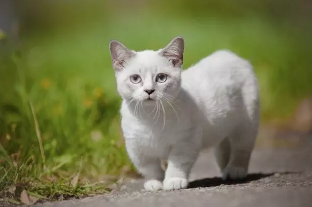 14 raças de gatos que você talvez não soubesse que existiam 47920_11