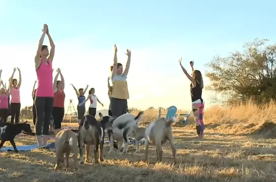 La dernière tendance du yoga consiste à se détendre avec des chèvres. Bien sûr, pourquoi pas 5395_1