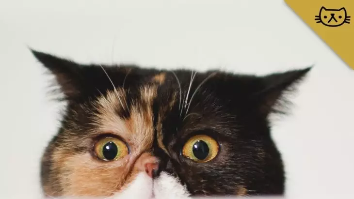 10 причин, по которым известные в Интернете кошки лучше настоящих кошек — в GIF-файлах! 5680_1