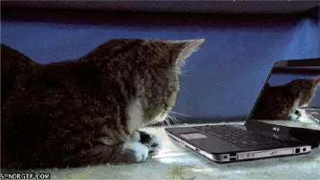10 कारणे इंटरनेट-प्रसिद्ध मांजरी वास्तविक मांजरींपेक्षा चांगली आहेत — GIF मध्ये! 5680_10