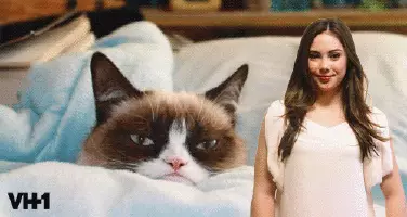 10 lý do khiến mèo nổi tiếng trên Internet tốt hơn mèo thật - Trong ảnh GIF! 5680_12