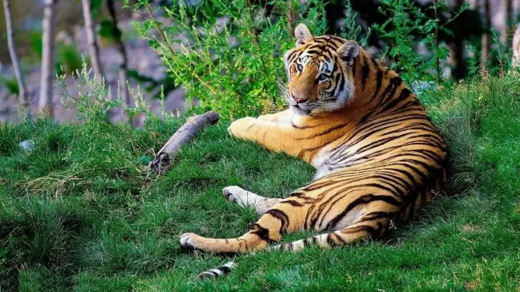 Tigro safaris Indijoje: laikas aplankyti laukinius kampelius 5698_1