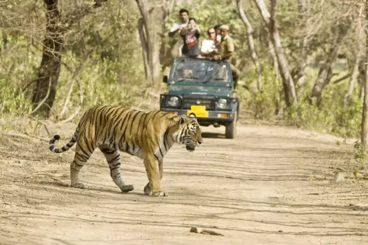 Hindistondagi Tiger Safari: eng yovvoyi burchaklarga tashrif buyurish vaqti 5698_2
