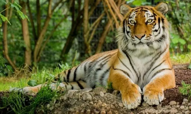 Tigro safaris Indijoje: laikas aplankyti laukinius kampelius 5698_3
