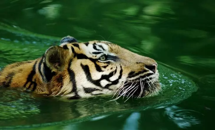 Tigro safaris Indijoje: laikas aplankyti laukinius kampelius 5698_4