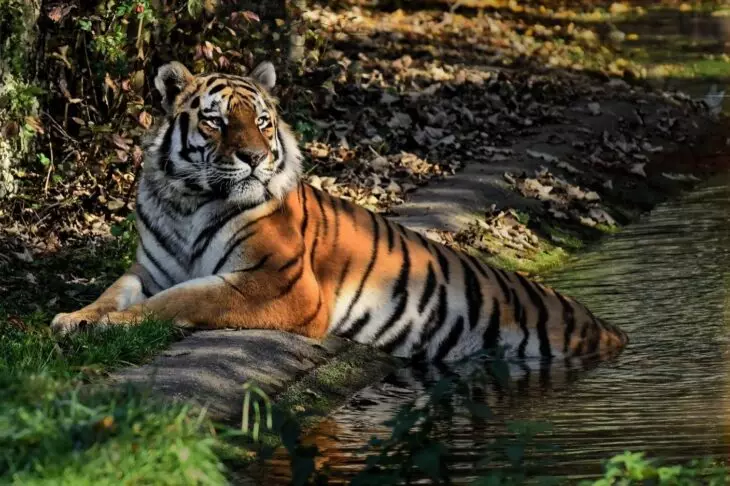 Tigro safaris Indijoje: laikas aplankyti laukinius kampelius 5698_5