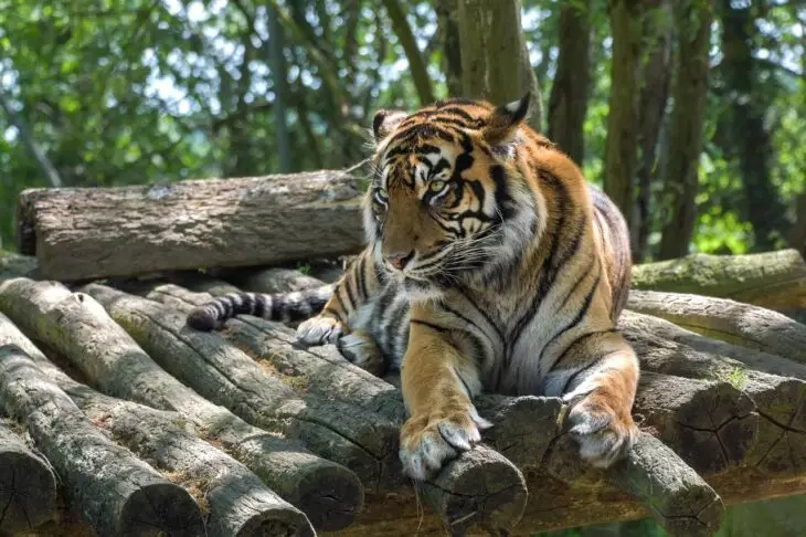 Tigro safaris Indijoje: laikas aplankyti laukinius kampelius 5698_6