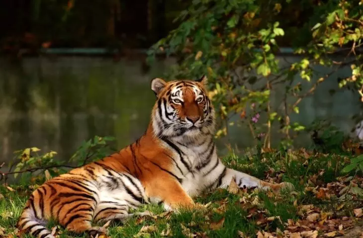 Hindistondagi Tiger Safari: eng yovvoyi burchaklarga tashrif buyurish vaqti 5698_7